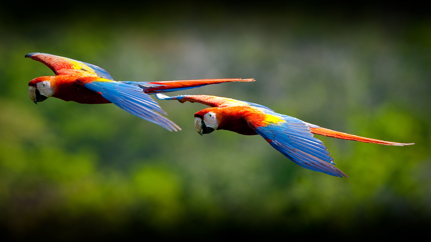 Guacamaya roja