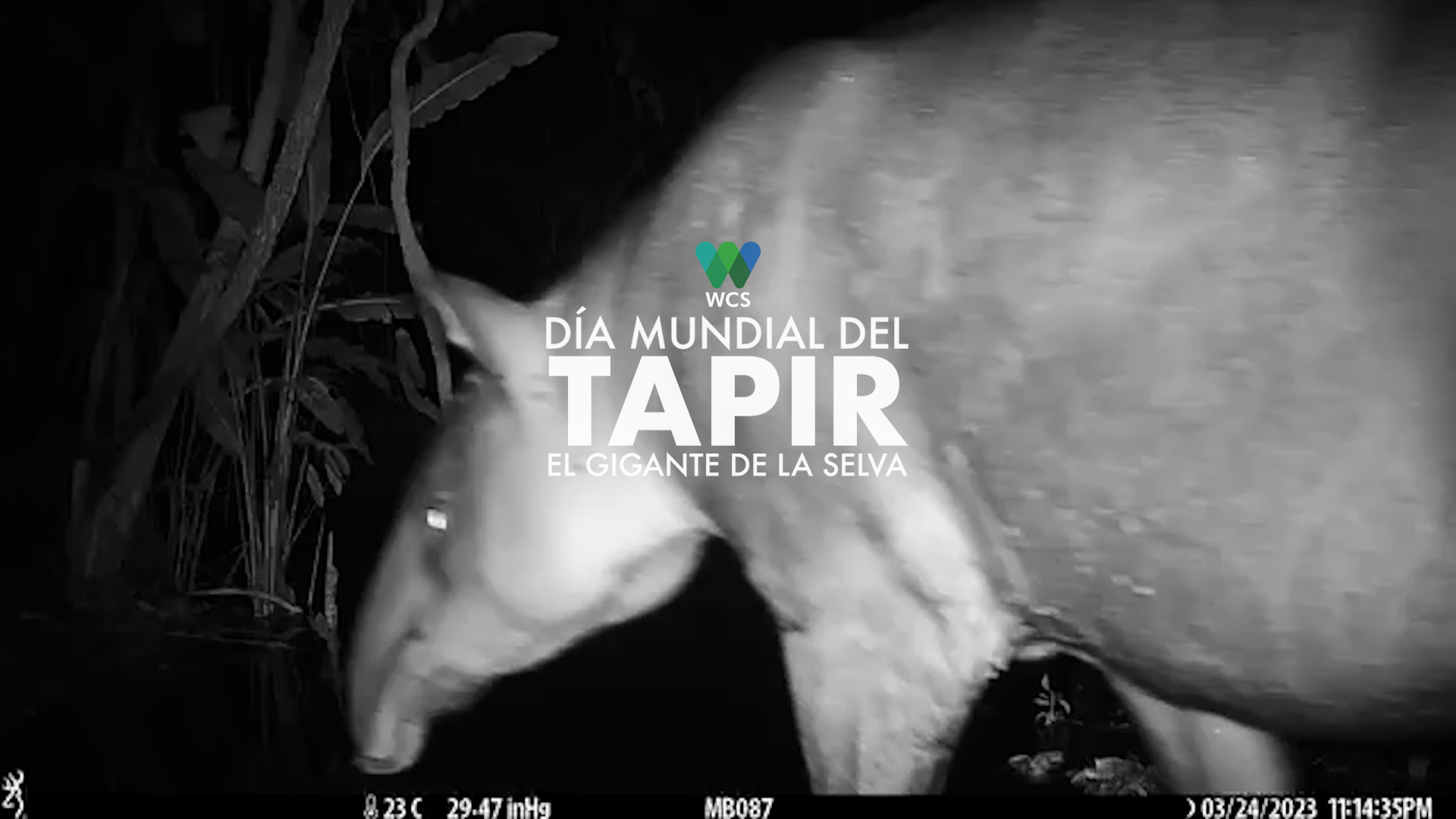 Día Mundial del Tapir: El gigante de la selva > WCS Guatemala