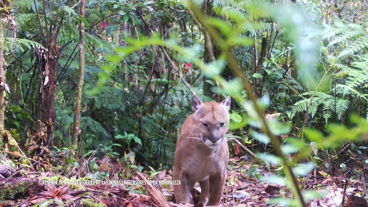 Jaguars and Pumas Confirmed in the Sierra de las Minas Biosphere ...